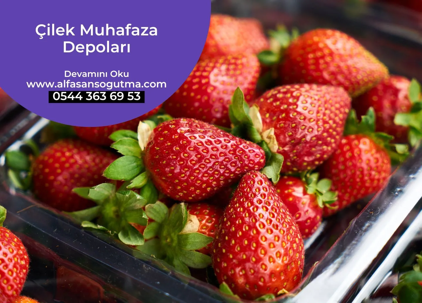 Çilek Muhafaza Depoları | Alfasan Soğutma